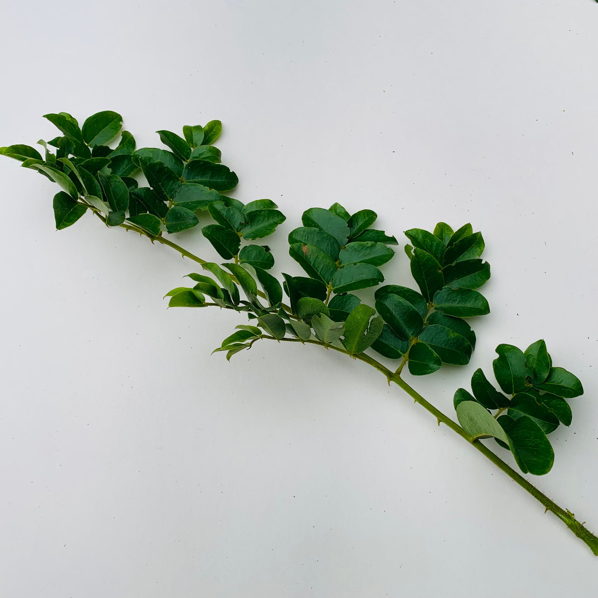 Quita Maldicion, Fresh Cuttings, 6 Pieces, 12” Long – Wild Island ...
